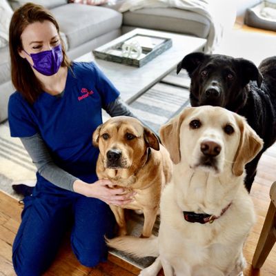 BETTER VET - Updated December 2025 - 12 Photos - Baltimore, Maryland - Veterinarians - Phone ...