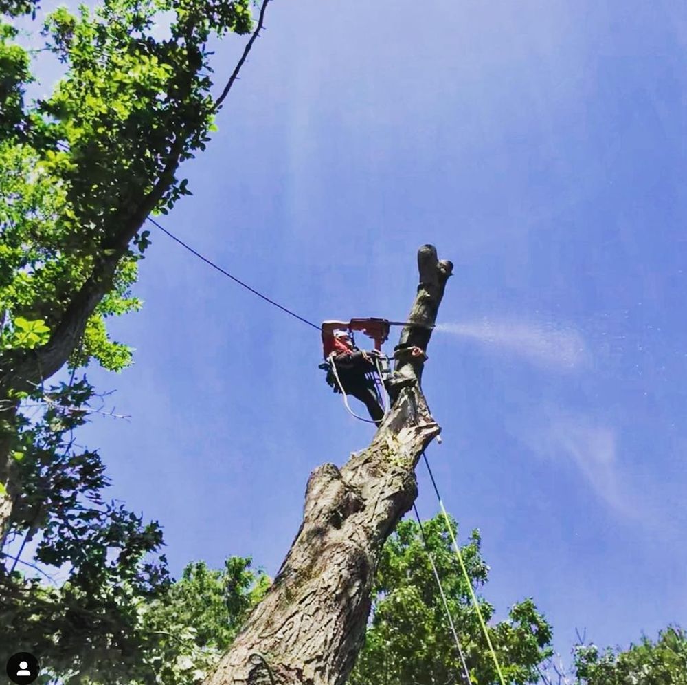 STANLEY TREE SERVICE - Updated March 2024 - 45 Reviews - 275 George ...