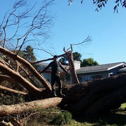 MASTER TREE SERVICES - 143 Photos & 108 Reviews UPDATED - Tree Services ...