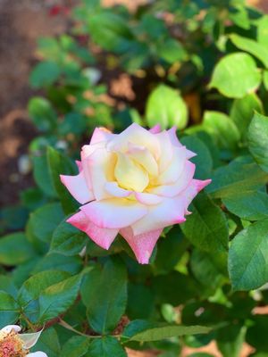 ESTHER SHORT PARK - Updated January 2026 - 146 Photos & 52 Reviews ...