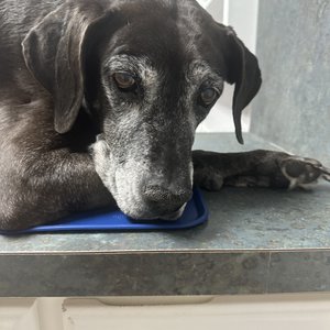 ROWLETT VETERINARY CLINIC - Updated September 2025 - 16 Photos & 71 ...