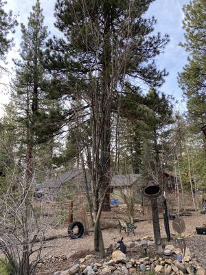 NINJA TREE CARE - Updated December 2025 - 16 Photos & 17 Reviews - 774 ...