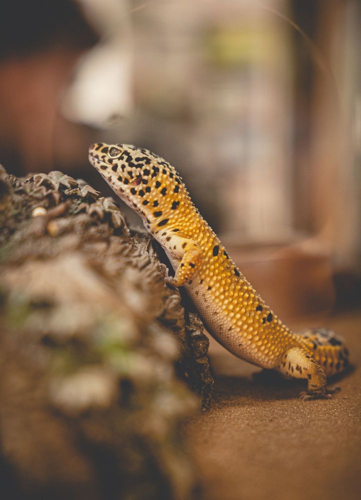 JUST PETS - Updated December 2025 - 67 Photos & 19 Reviews - 393 Main ...