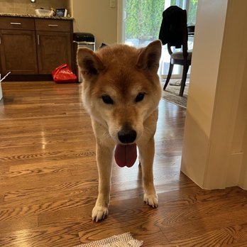 HYDRODOG BERT - Updated July 2025 - 34 Photos & 19 Reviews - Redmond ...