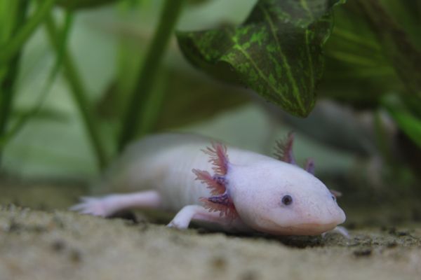 FRAGILE PLANET WILDLIFE PARK - Updated December 2025 - 38 Photos ...