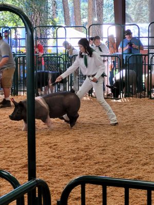 NEVADA COUNTY FAIRGROUNDS - Updated January 2026 - 138 Photos & 73 Real ...