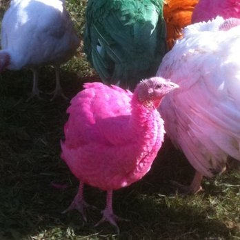 GOZZI’S TURKEY FARMS - Updated January 2026 - 53 Photos & 31 Reviews ...