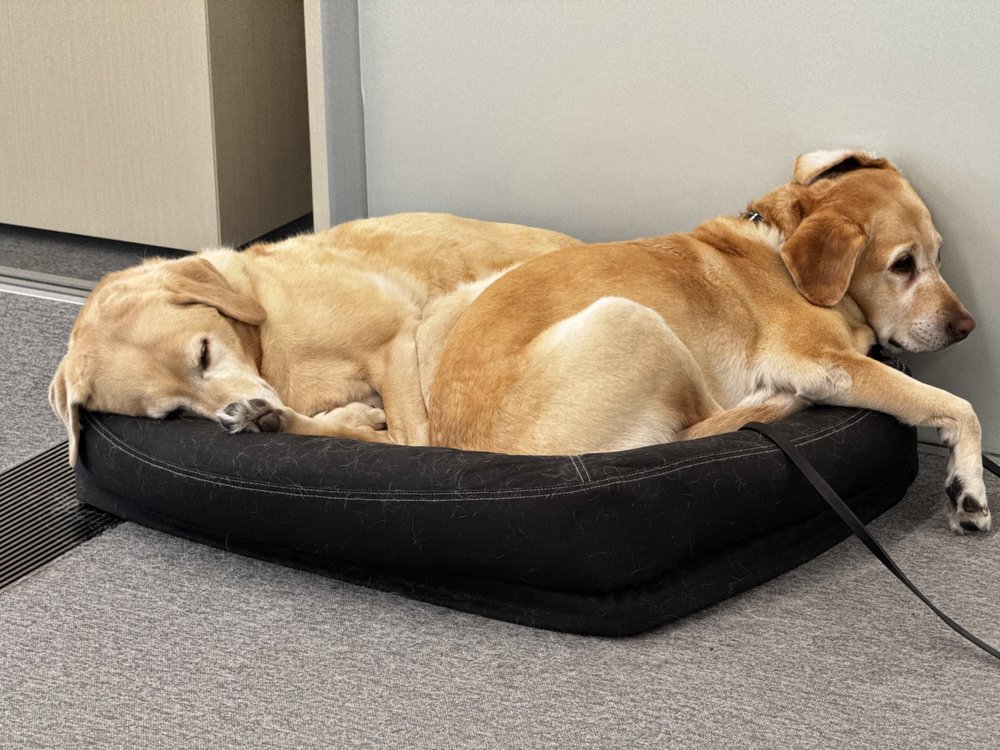 POOP PATROL - Updated May 2025 - Request Information - Hiram, Georgia ...