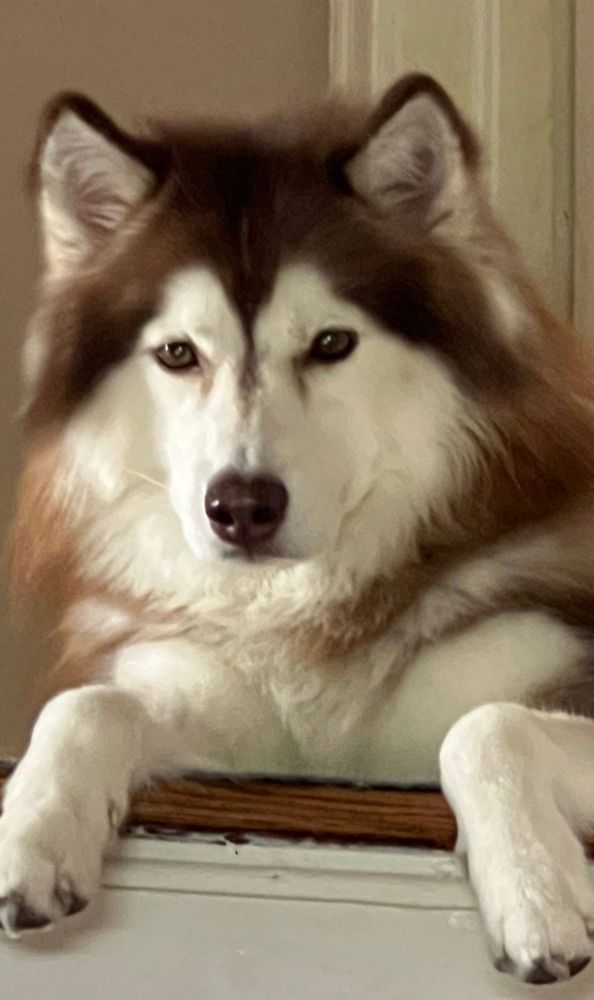 WESTPAWS VETERINARY CENTER - Updated January 2026 - 19 Photos & 12 ...