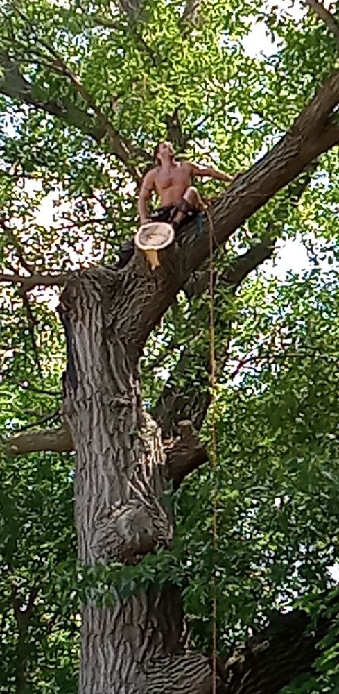 ONE TWO TREE SERVICE - Updated March 2024 - Request a Quote - Motley, Minnesota - Tree Services ...