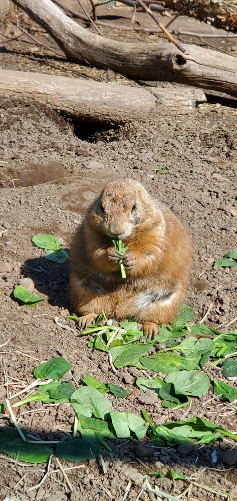 ESSEX COUNTY TURTLE BACK ZOO - 1395 Photos & 391 Reviews - 560 ...