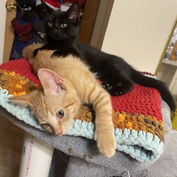 WILSON VETERINARY HOSPITAL - Updated August 2024 - 56 Photos & 267 ...