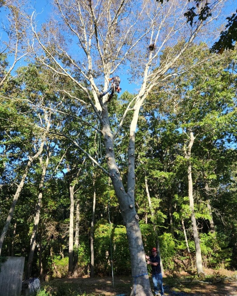 RTD TREE CARE - Updated August 2024 - Request a Quote - Southampton ...