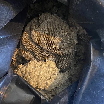 ARTERIX PEST CONTROL - Updated December 2025 - 36 Photos & 223 Reviews ...