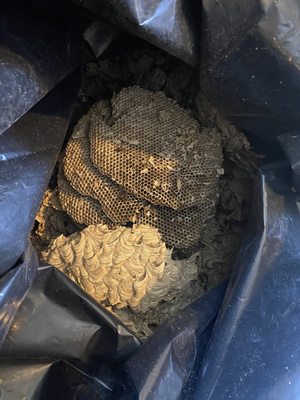 ARTERIX PEST CONTROL - Updated December 2025 - 36 Photos & 223 Reviews ...