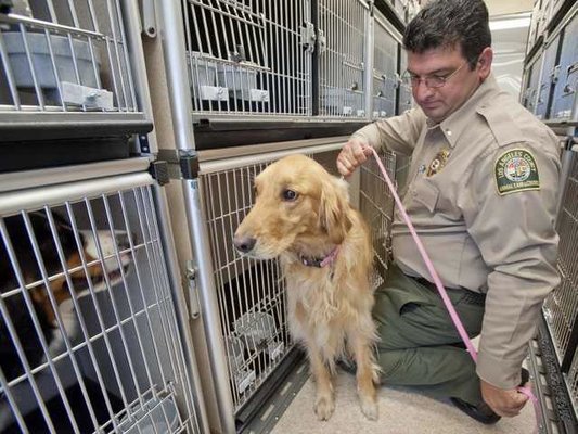 LOS ANGELES COUNTY ANIMAL CARE AND CONTROL - Updated November 2025 ...