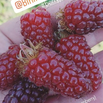 BIRINGER FARM - Updated December 2025 - 94 Photos & 43 Reviews - 21412 ...