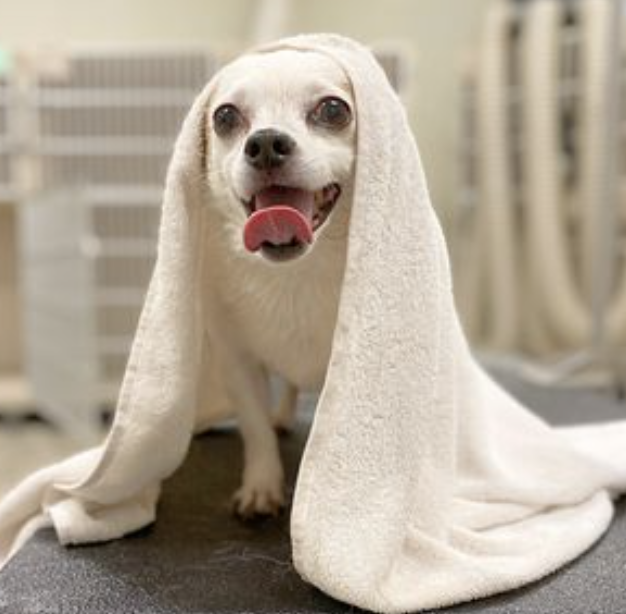 RED DOG PET RESORT & SPA - Updated May 2026 - 15 Photos - 12050 ...