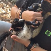 ZOOLOGICAL WILDLIFE FOUNDATION - 845 Photos & 241 Reviews - 16225 SW ...