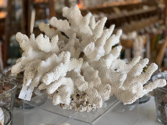 SHELL WORLD - 170 Photos & 94 Reviews - 97600 Overseas Hwy, Key Largo ...