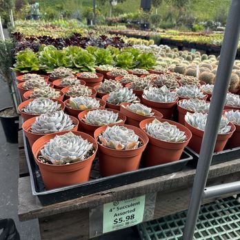 TERRA BELLA NURSERY - Updated April 2024 - 130 Photos & 23 Reviews - 3535 Camino Del Rio W, San ...