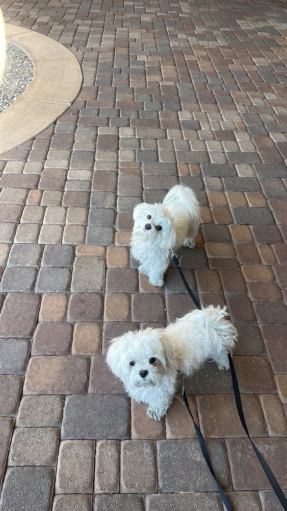 SHAKA PAWS - Updated December 2025 - 17 Photos & 12 Reviews - Henderson ...