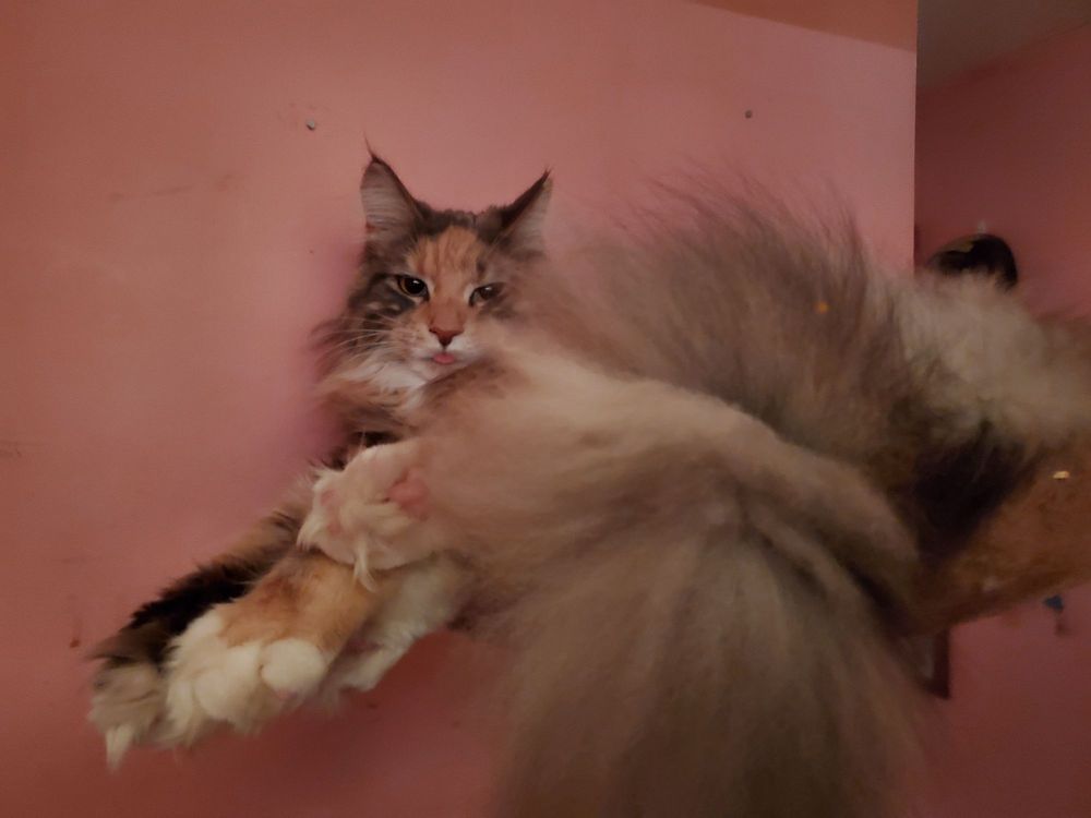 COLD STREAM CATTERY - Updated December 2025 - 33 Photos & 16 Reviews ...