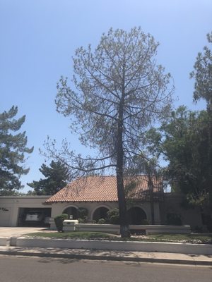 SAM THE TREE GUY - Updated September 2025 - 24 Photos & 21 Reviews ...