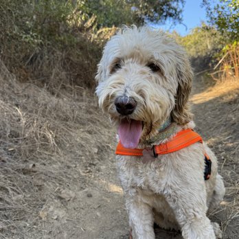 CALIFORNIA DOODLE RESCUE - Updated February 2025 - 42 Photos & 32 ...