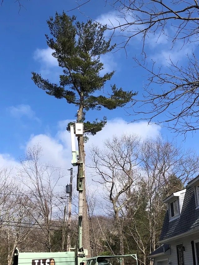 TLC TREE SERVICE - Updated July 2024 - 73 Photos - 145 Pocono Circle Dr ...