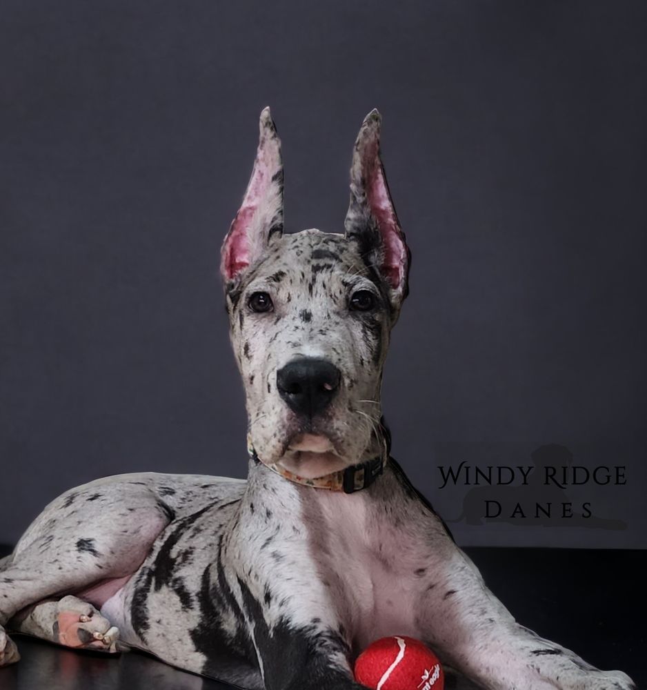WINDY RIDGE DANES - Updated July 2024 - 13 Photos - Lore City, Ohio ...