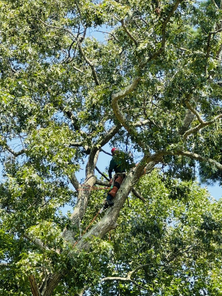 GRS TREE SERVICE & LANDSCAPING - Updated January 2026 - 76 Photos ...