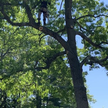 TREEMASTERS - Updated January 2026 - 29 Photos & 26 Reviews - 549 ...