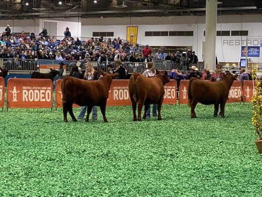 HOUSTON LIVESTOCK SHOW AND RODEO - 1407 Photos & 275 Reviews - 3 Nrg ...
