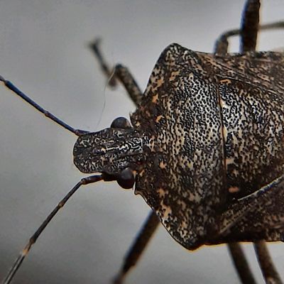 RAMBO TOTAL PEST CONTROL - PUYALLUP - Updated December 2025 - 74 Photos ...