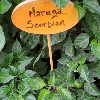 MUSSO FARMS - Updated December 2025 - 33 Photos & 21 Reviews - 35779 ...