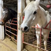 MEMORY LANE STABLES - 127 Photos & 74 Reviews - 8290 Kean Ave, Willow ...