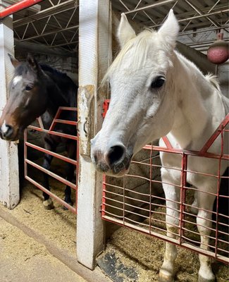 MEMORY LANE STABLES - 127 Photos & 74 Reviews - 8290 Kean Ave, Willow ...