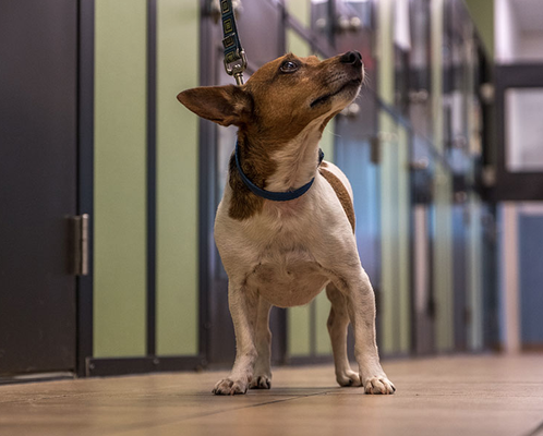 RUFF HOUSING CARY - Updated December 2025 - 10 Photos & 17 Reviews ...