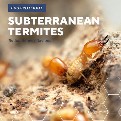 PARAGON PEST CONTROL - Updated April 2025 - 227 Photos & 75 Reviews ...