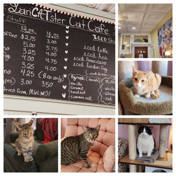 LANCATSTER CAT CAFE - Updated January 2026 - 222 N Duke St, Lancaster ...