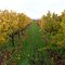 HONIG VINEYARD & WINERY - Updated September 2025 - 329 Photos & 412 ...
