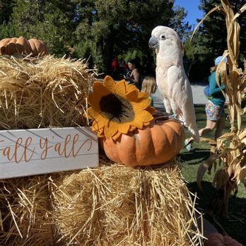 PATCHEN PUMPKIN PATCH - Updated December 2025 - 108 Photos & 46 Reviews ...