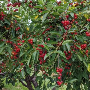 BUTLER’S ORCHARD - 549 Photos & 325 Reviews - Farmers Market - 22222 ...