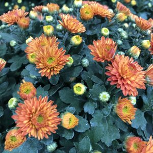 FLEET FARM - Updated August 2025 - 1025 64th Ave NE, Bismarck, North ...