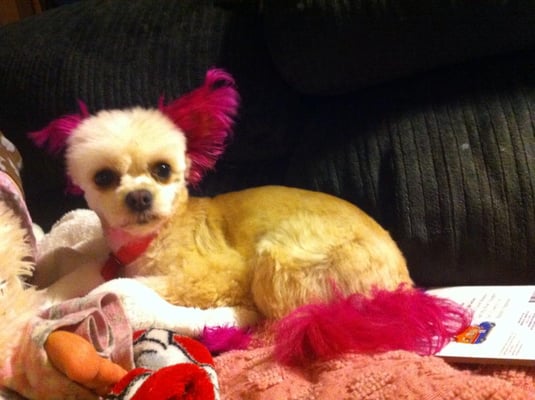 FIRECRACKER’S SAVE THE PITTIES DOG GROOMING - 4929 E Itasca Dr ...