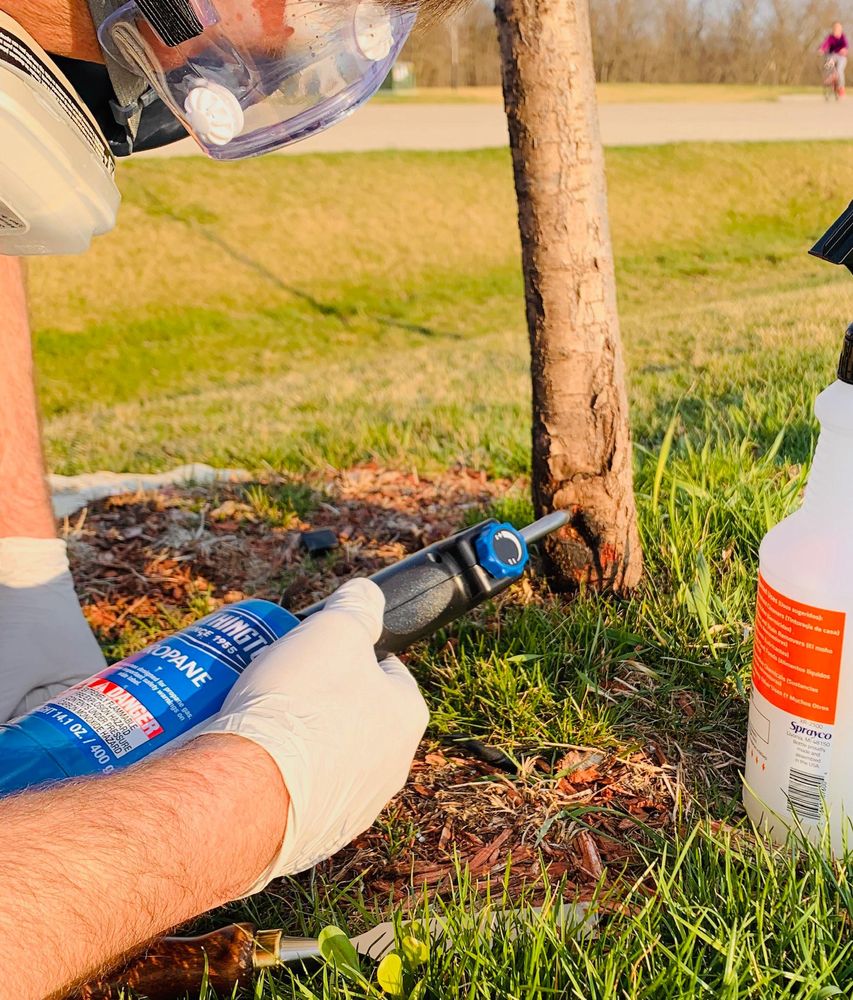 OLSON TREE CARE - Updated October 2025 - 70 Photos - 2800 University ...