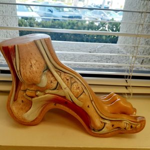 ERIC M FEIT, DPM - Updated May 2025 - 31 Reviews - 3655 Lomita Blvd ...