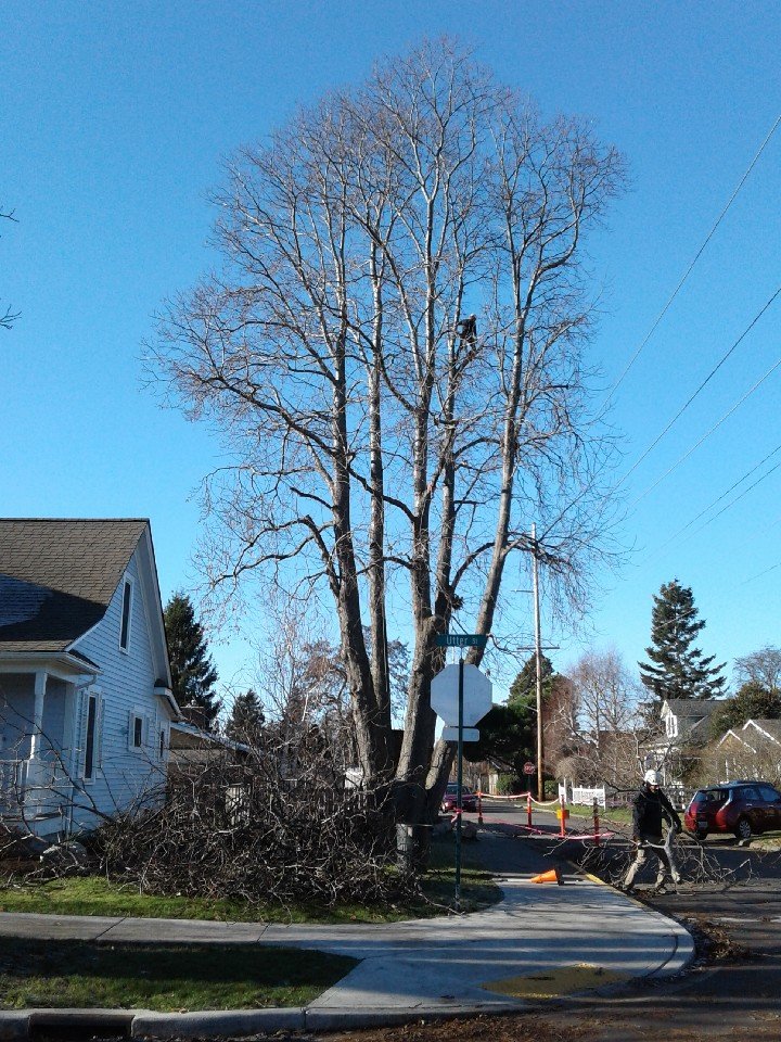 TREESCAPES - Updated April 2025 - Bellingham, Washington - Tree ...