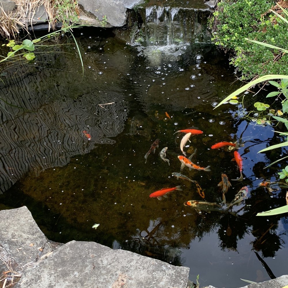 Beautiful Ponds With Fish